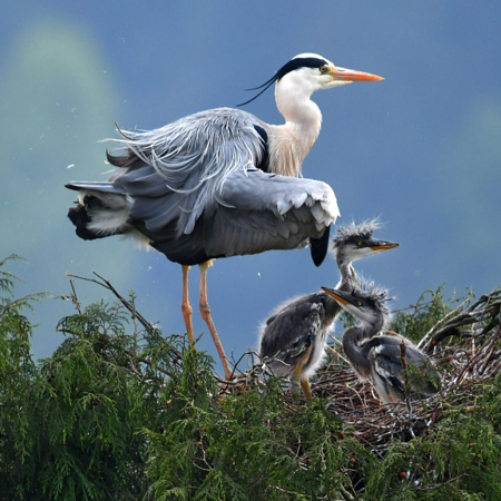 Time to welcome new members to the grey heron family - CGTN