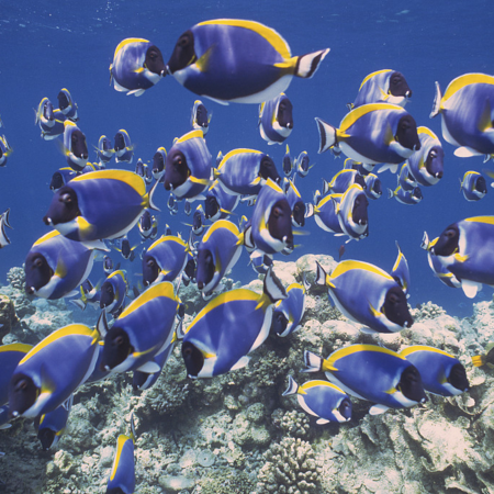 Scientists dive into 'Midnight Zone' to study dark Ocean - CGTN