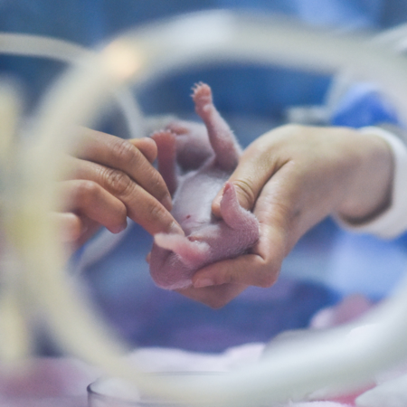 World's lightest panda cub born in SW China - CGTN