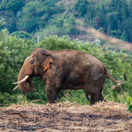 The carefree life of wild Asian elephants in SW China - CGTN