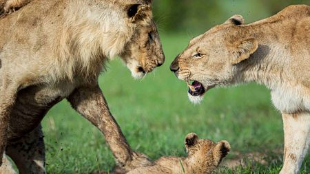 Who is the most loved one in this lion family? - CGTN