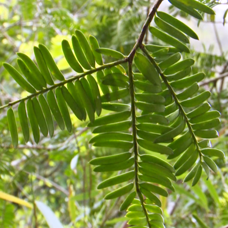 Meet the rare community of wild Chinese yew in NW China - CGTN
