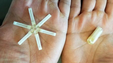 Once-a-month birth control pill works on animals - CGTN