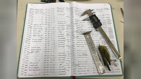 North American birds getting smaller due to warming climate: study - CGTN