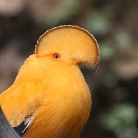 Meet the bird with a half-moon crest on its head - CGTN