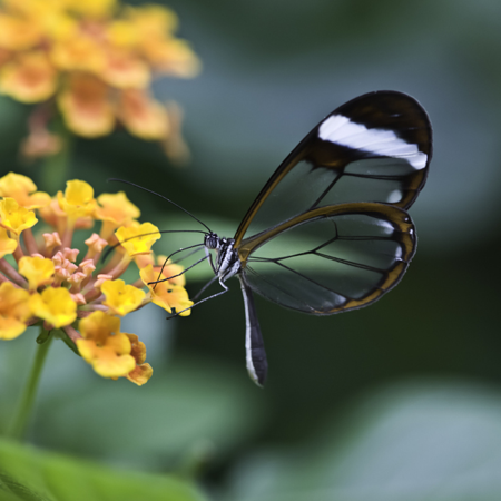 Glasswing butterfly: An amazing creature with transparent wings - CGTN