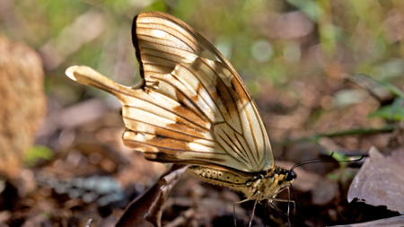In an African forest, the enduring mystery of a giant butterfly - CGTN