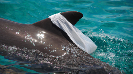 How your clothes become microfiber pollution in the sea - CGTN