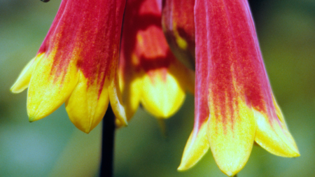 Christmas bell: A symbol of hope after Australian bushfires - CGTN