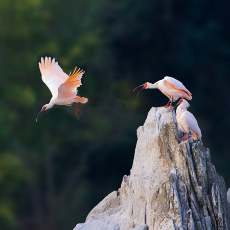 Live: How does the wild crested ibis give birth to new life? - CGTN