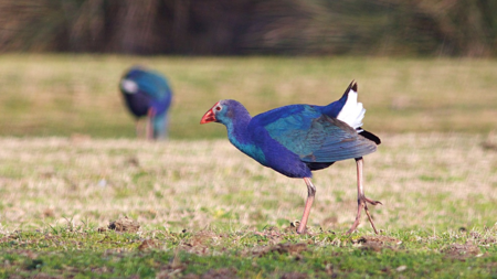 The colorful bird that walks on floating plants - CGTN