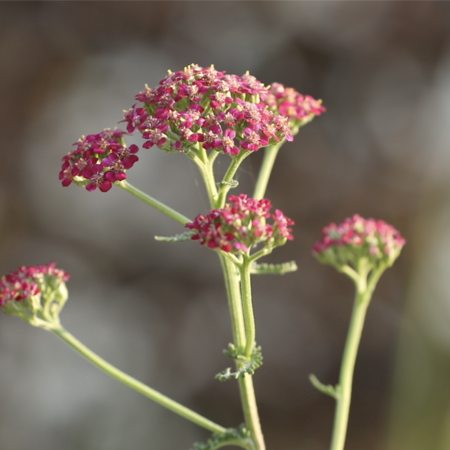 Yarrow: The plant that Achilles' soldiers used to treat wounds - CGTN