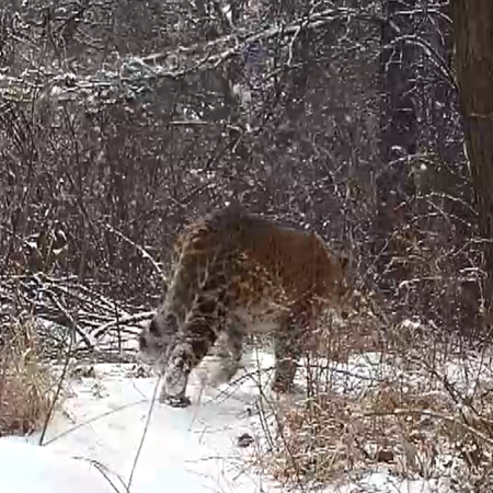 Leopards spotted in nature reserve in N China's Shanxi Province - CGTN