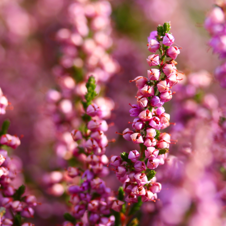 Heather: The goddess of Scotland - CGTN