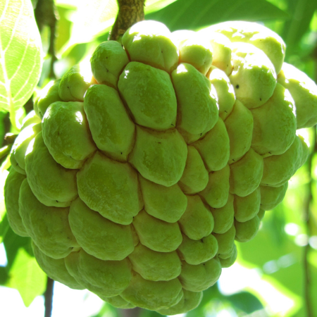 Cherimoya: The most delicious fruit from the Andes - CGTN