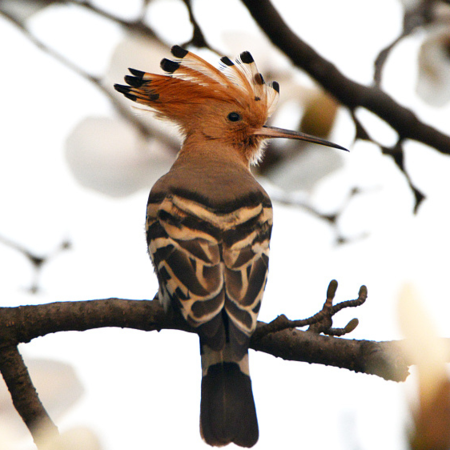 Hoopoe: Beautiful bird with smelly defense - CGTN