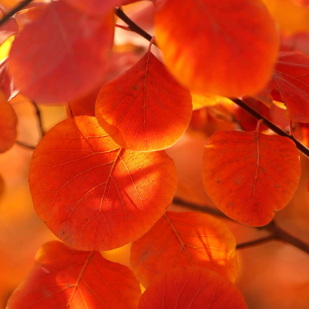 Common smoketree: A plant that attracts millions of visitors in China ...
