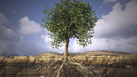 Scientists may have found world's oldest forest - CGTN