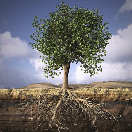 Scientists may have found world's oldest forest - CGTN