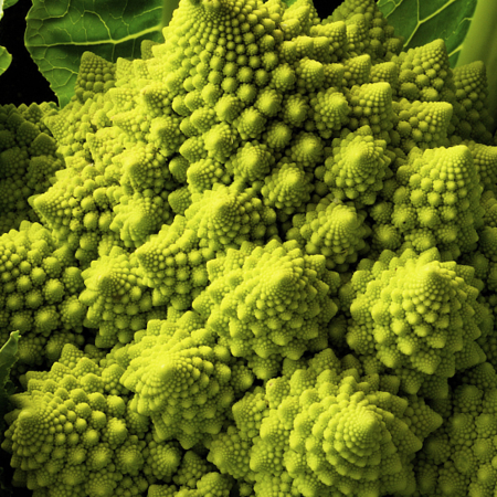 Romanesco broccoli: A mathematical delight - CGTN