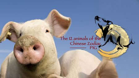 12 animals of the Chinese Zodiac: Pig - CGTN