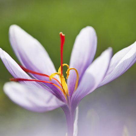 Saffron: A magical ingredient in Persian culture - CGTN