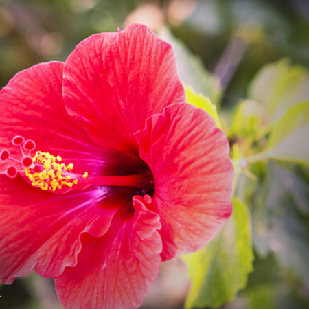 The ebullient 'Red Lady' in Malaysia - CGTN