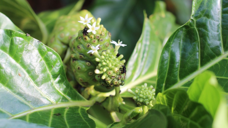 Be careful, it smells like vomit! - CGTN