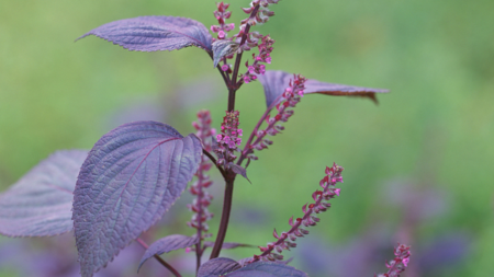 Perilla: A plant that is not only delicious! - CGTN