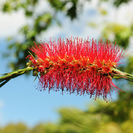 Bottlebrush tree: Hardy and beautiful - CGTN