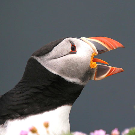 Atlantic puffin: Clown of the sea - CGTN