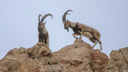 Who's up there? Wild goats photographed on Turkish mountainside - CGTN
