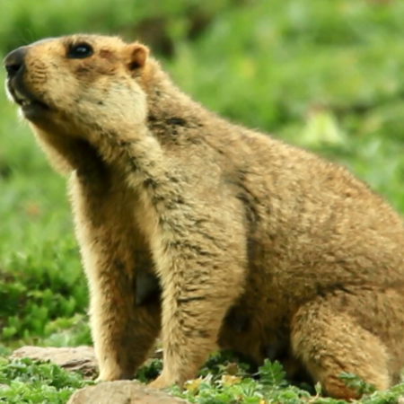 Fearless mother marmot fights Tibetan fox - CGTN
