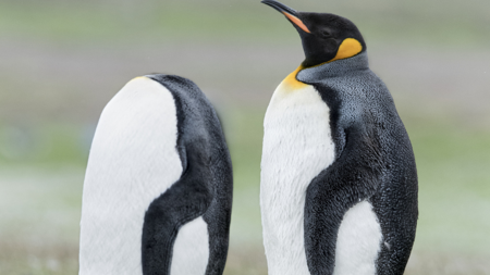 A headless penguin? - CGTN