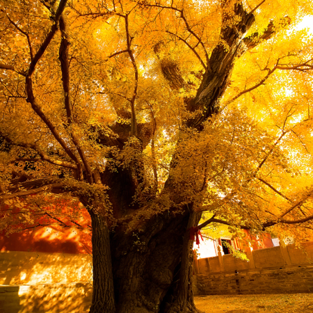 What makes ginkgo trees live for more than 1,000 years? - CGTN