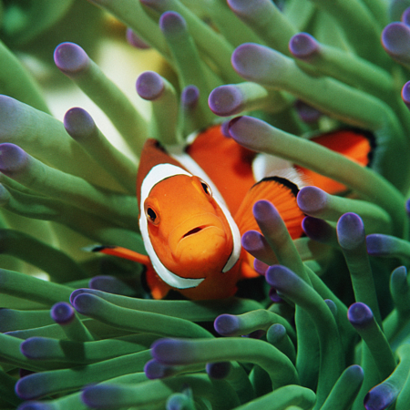 Light pollution puts 'Nemo' fish offspring at risk - CGTN