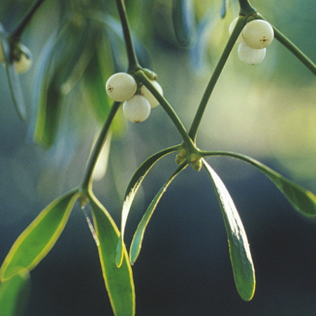 Mistletoe: A symbol of love and a natural pest - CGTN