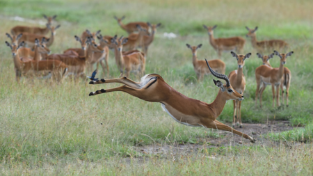 Look at me! One impala shows off his jumping to grab ladies' attention ...
