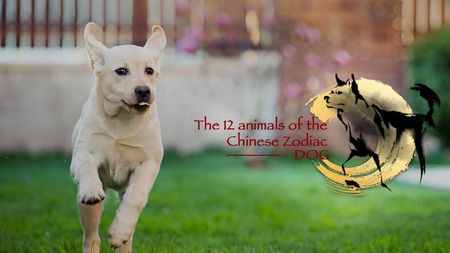 The 12 animals of the Chinese Zodiac: Dog - CGTN