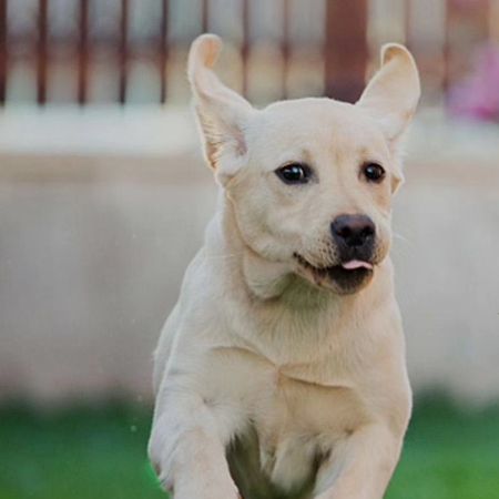 The 12 animals of the Chinese Zodiac: Dog - CGTN