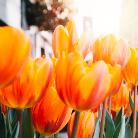 Plants & Nations: The Netherlands - CGTN