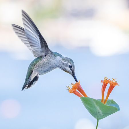 Hummingbird: The only bird that can fly backwards - CGTN