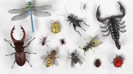 Half-a-million insect species face extinction: scientists - CGTN