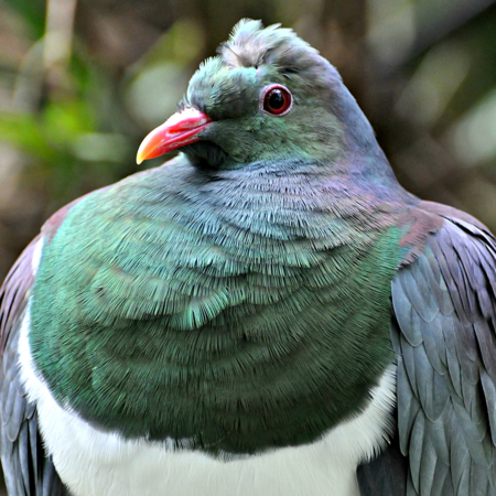 New Zealand Pigeon: A bird that can swallow large fruit - CGTN
