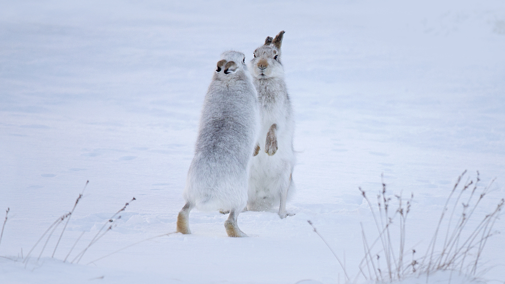 Arctic Hare In Winter
