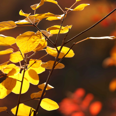 Meet the colorful autumn in a Beijing's suburb - CGTN