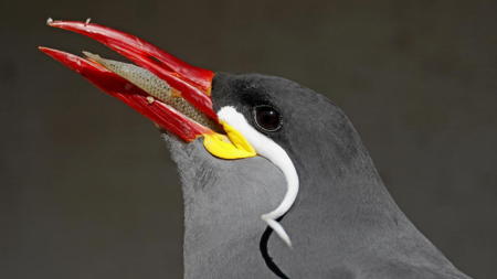 Inca tern: The bird with a white mustache - CGTN