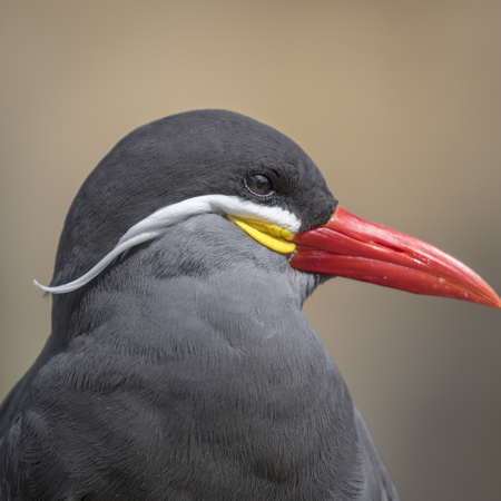 Inca tern: The bird with a white mustache - CGTN