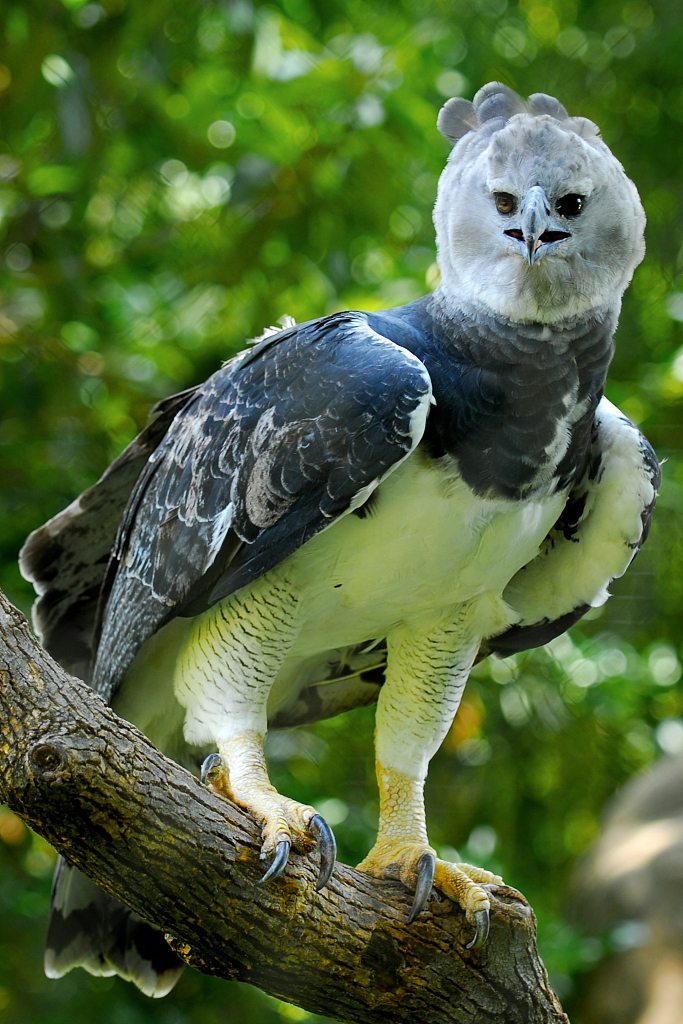 Harpy Eagle The jaguar In The Air CGTN