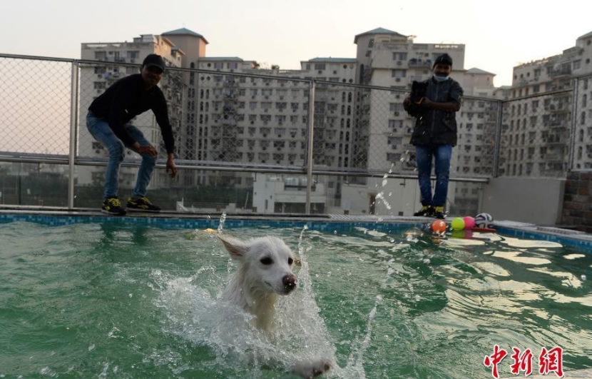 What Is A Dog Hotel Called